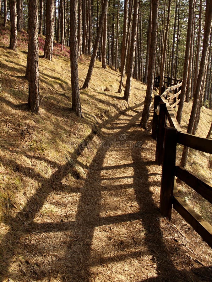 Path through the forest stock photo. Image of path, landscape - 85287542