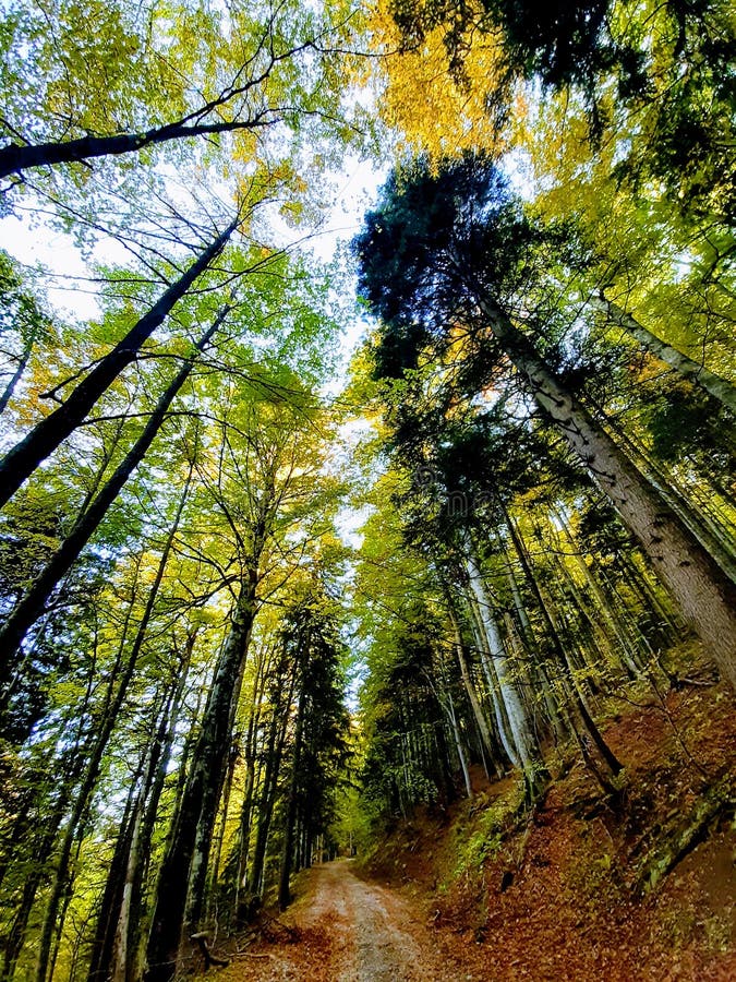 Path in the Forest To the Mountain Stock Image - Image of leaf, leaves ...