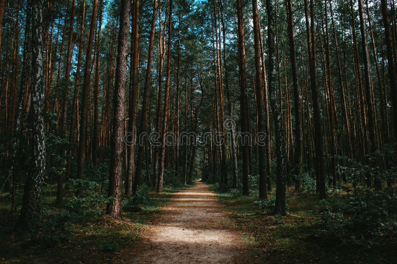 Path through the forest stock image. Image of empty - 199603455