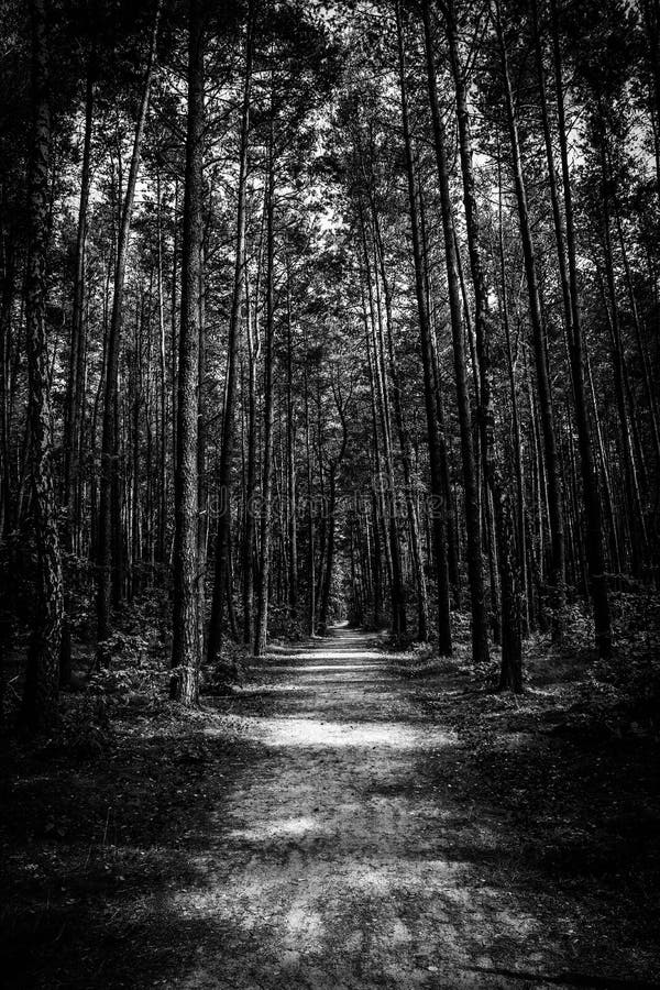Path through the forest stock image. Image of moody - 199603119