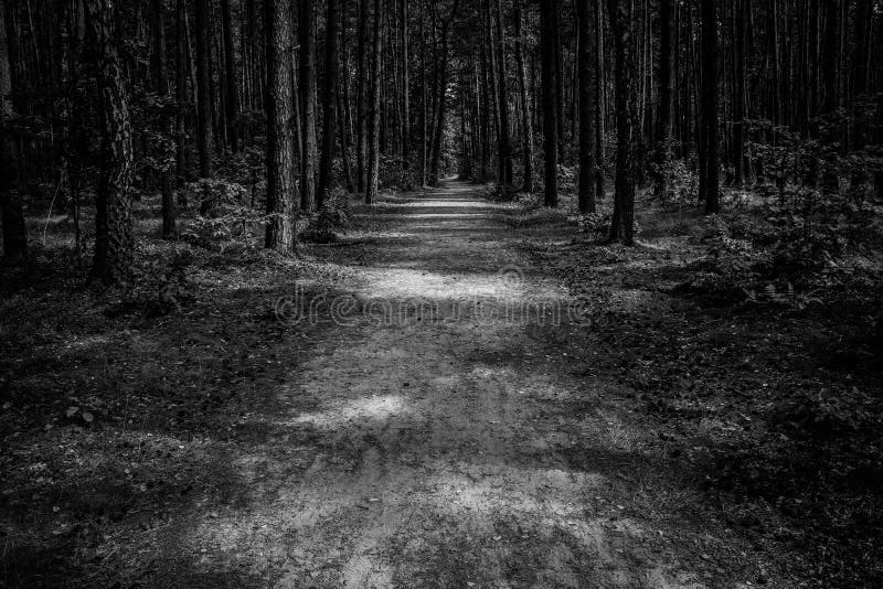 Path through the forest stock photo. Image of conifer - 199603738