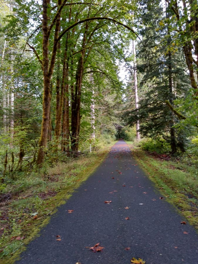 A path through the forest stock photo. Image of trail - 159166960
