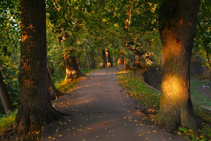 Path in the Forest between Trees Stock Image - Image of peaceful ...