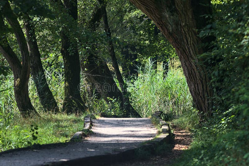 Path in a Forest with Trees Arching on it Stock Image - Image of ...