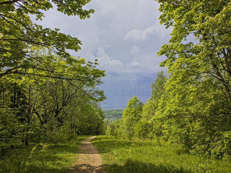 Path through a Forest with Trees and a Cloudy Sky Stock Image - Image ...