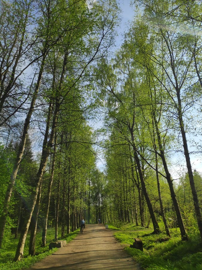 Path through a Forest with Trees on Either Side Stock Photo - Image of ...