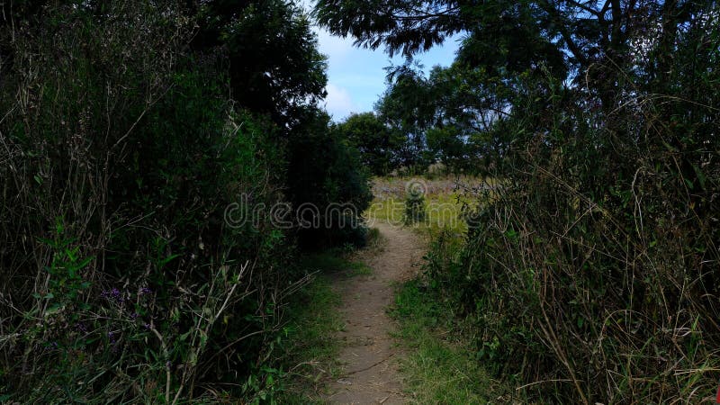 A Path through a Forest with Trees on Either Side Stock Photo - Image ...