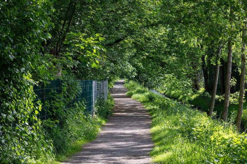 A Path through a Forest with Trees on Either Side Stock Image - Image ...