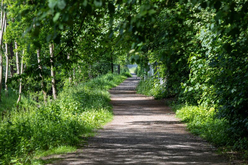 A Path through a Forest with Trees on Either Side Stock Image - Image ...