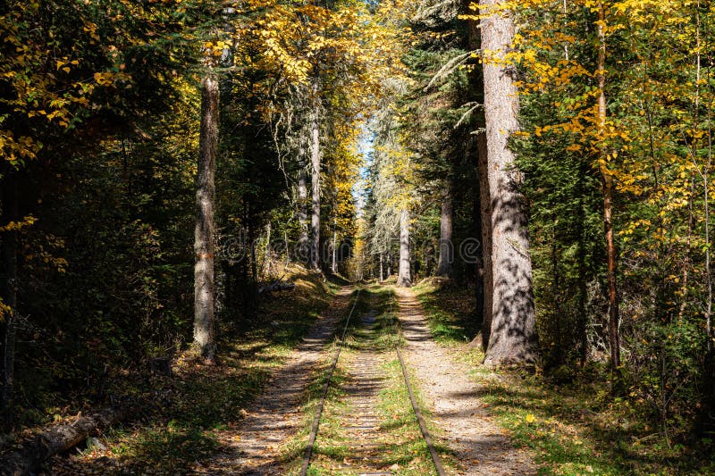 A Path through a Forest with Trees on Either Side Stock Photo - Image ...
