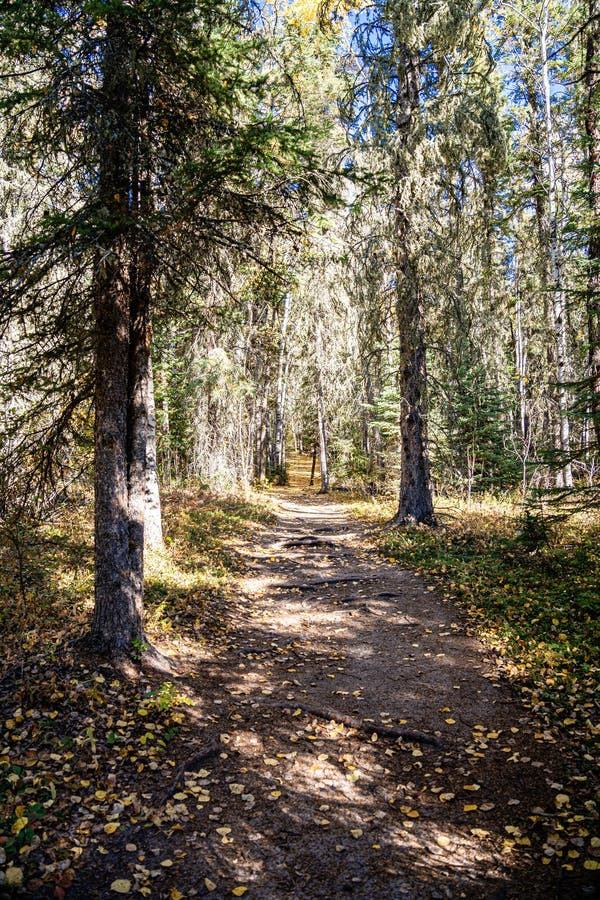 A Path through a Forest with Trees on Either Side Stock Image - Image ...