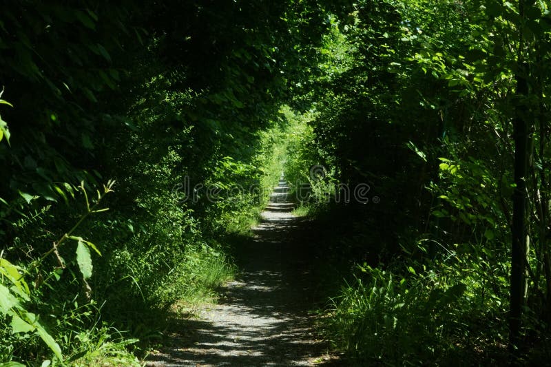 A Path through a Forest with Trees on Either Side Stock Photo - Image ...