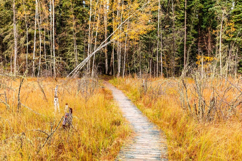 A Path through a Forest with Trees and a Fallen Tree Stock Image ...
