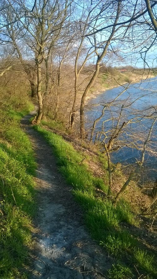 Path in the forest stock photo. Image of grass, trees - 189446744