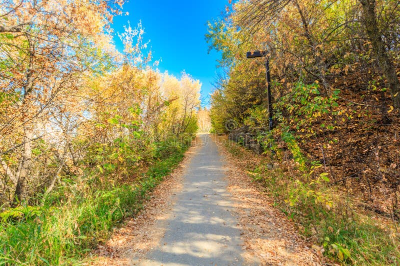 A Path through a Forest with Trees that are Shedding Their Leaves Stock ...