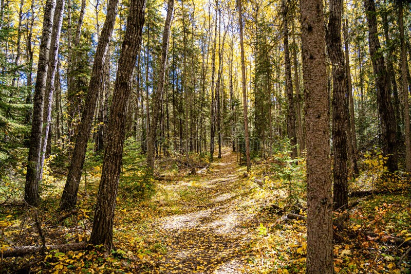 A Path through a Forest with Trees that are Yellow and Brown Stock ...
