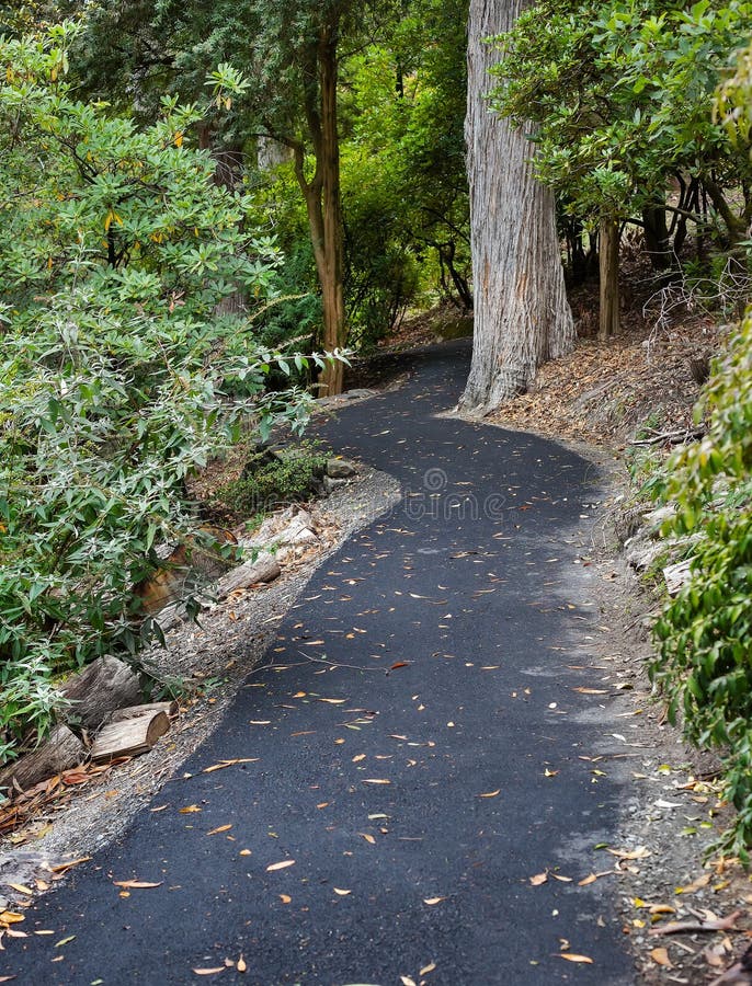 Path in the Forest among Trees with Yellow Leaves in the Ground Stock ...