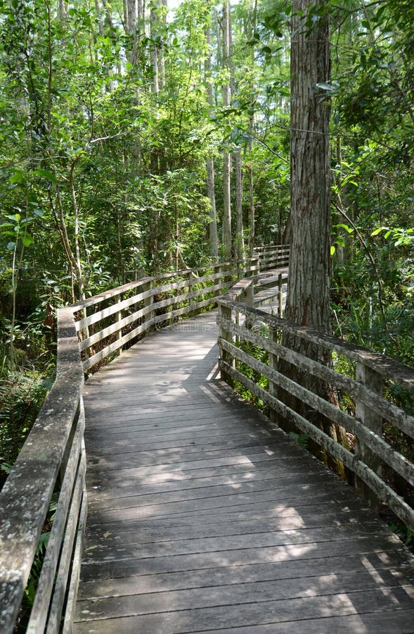 Path through Forest in Tropical Destination Stock Photo - Image of ...