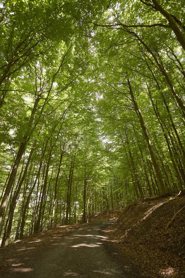 Path in a Forest Trough Grass and Trees Stock Image - Image of defocus ...