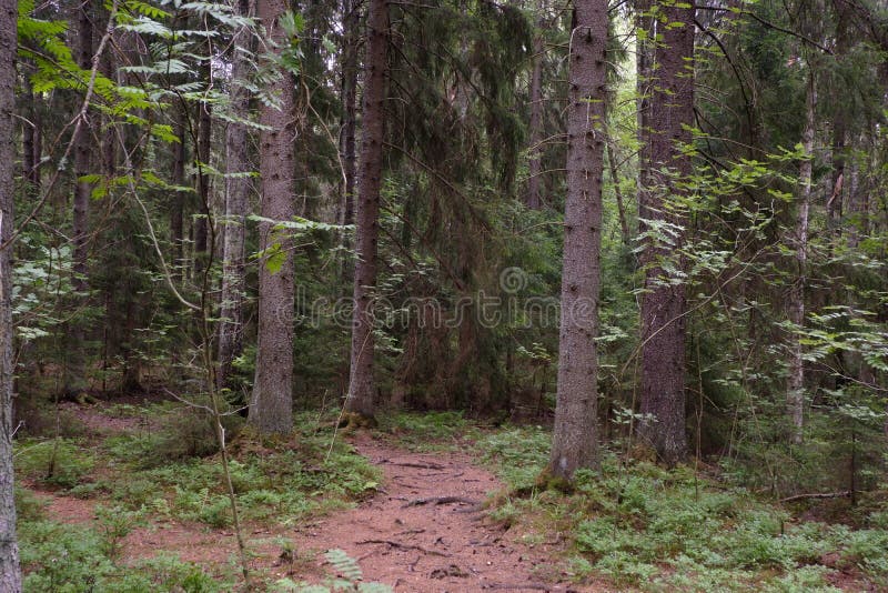 Path in the Forest with Trunks and Trees in Early Spring Stock Photo ...