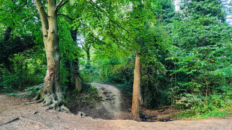 The Path in the Forest, Uk , 2022 Stock Photo - Image of tree ...