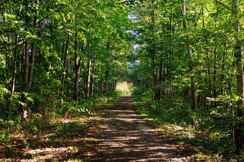 Path in the Forest Under the Canopy of Trees Stock Image - Image of ...