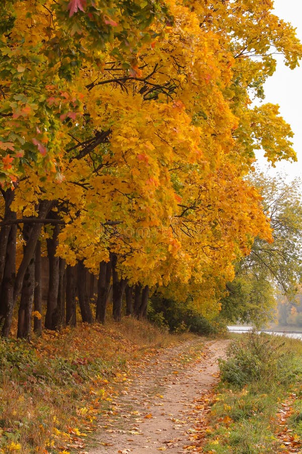 Path in the forest stock image. Image of colors, green - 45192739