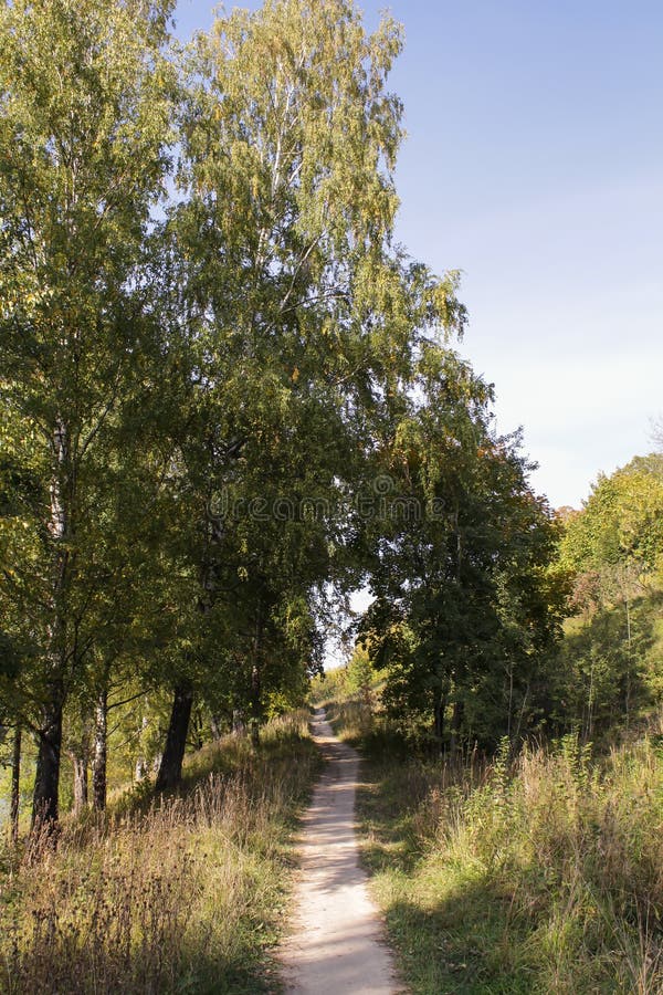 Path in the forest stock photo. Image of area, elevated - 45236172