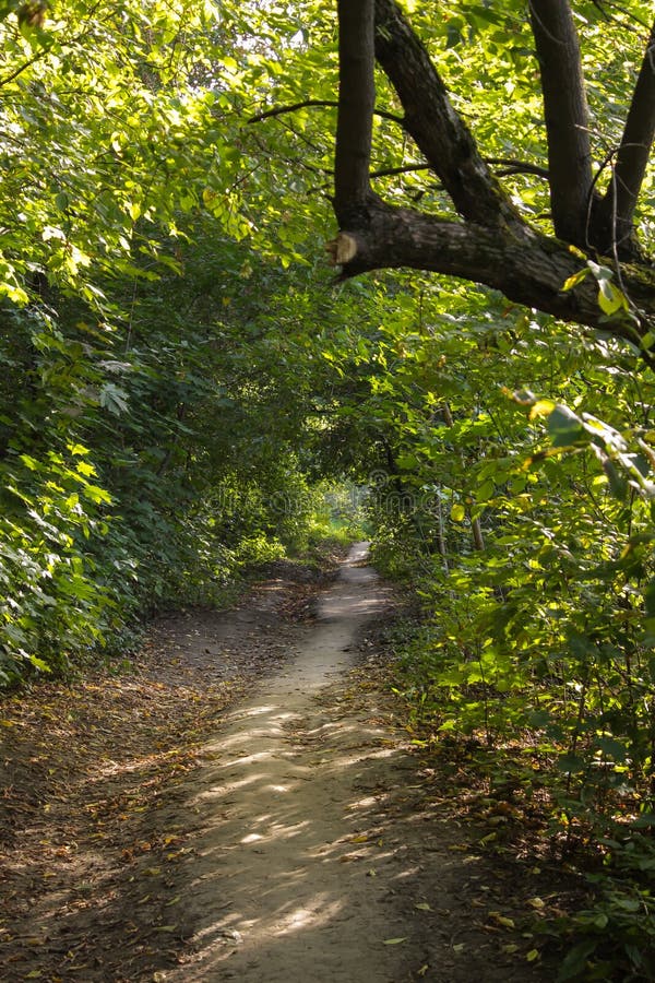Path through the bush stock photo. Image of earth, brightly - 45002520