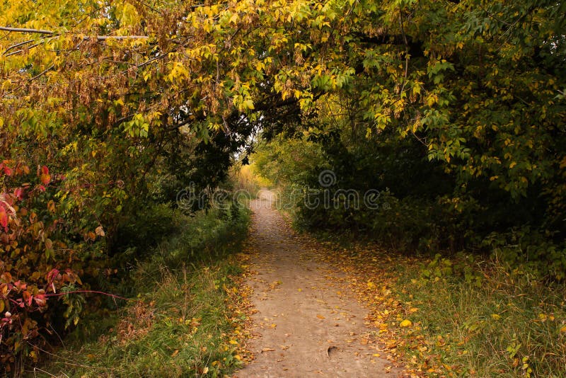 Path through the bush stock photo. Image of earth, brightly - 45002520