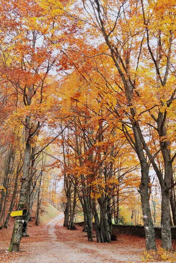 Path in the forest stock photo. Image of cloud, deciduous - 34831358