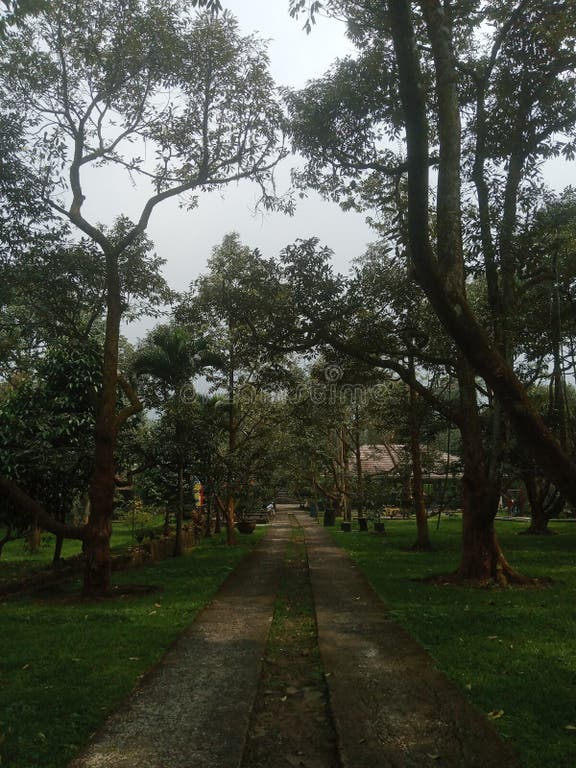 The Path and the Forest in Warso Farm Bogor Stock Image - Image of ...