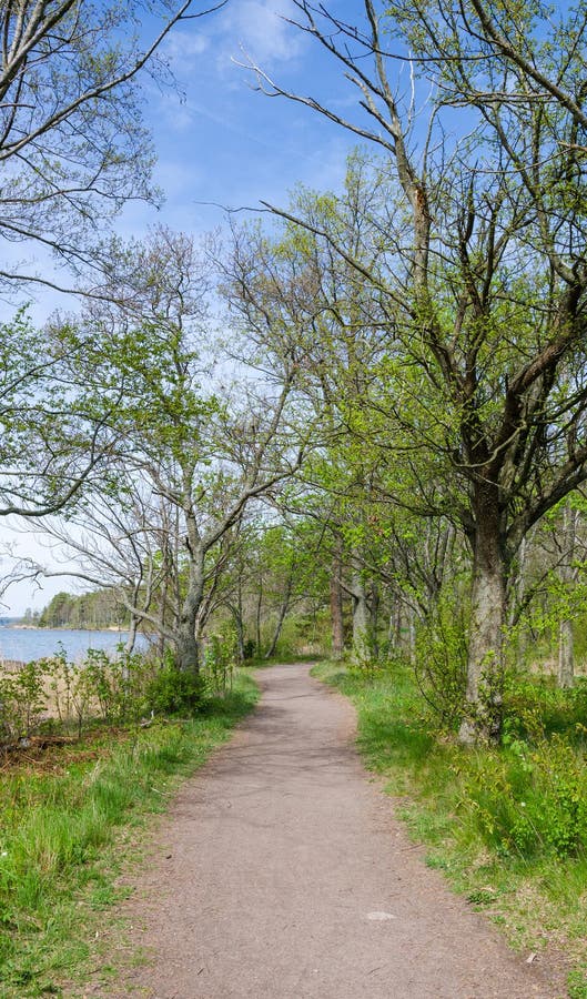 Path through the Forest by the Water Stock Photo - Image of sunlight ...