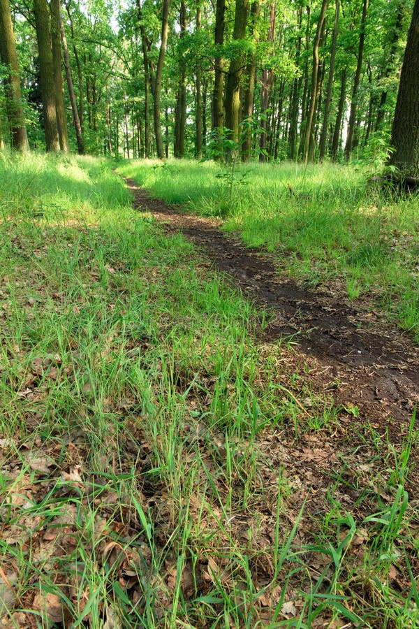 Small path in the woods stock photo. Image of branches - 188621296