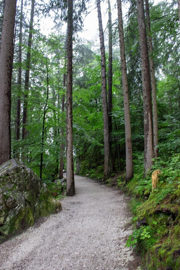 Path in the Forest. Forest Path in the Wilderness Stock Image - Image ...