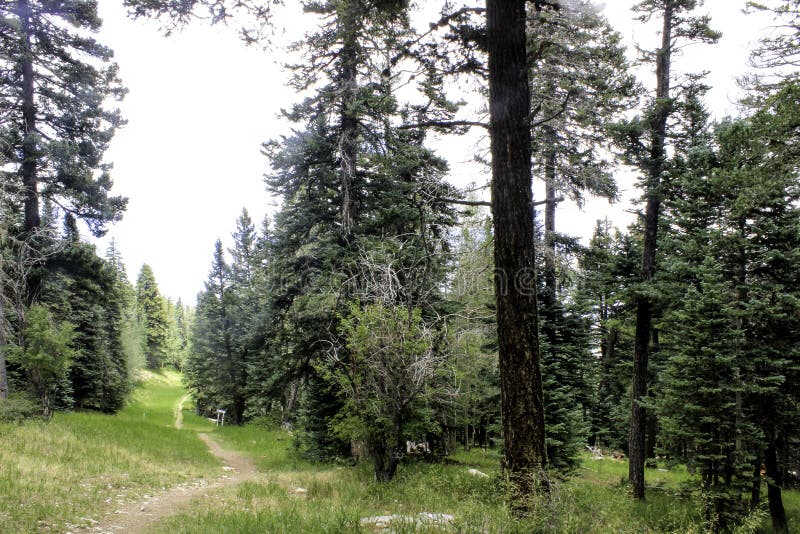 Path through the Forest stock image. Image of wooded - 96724457
