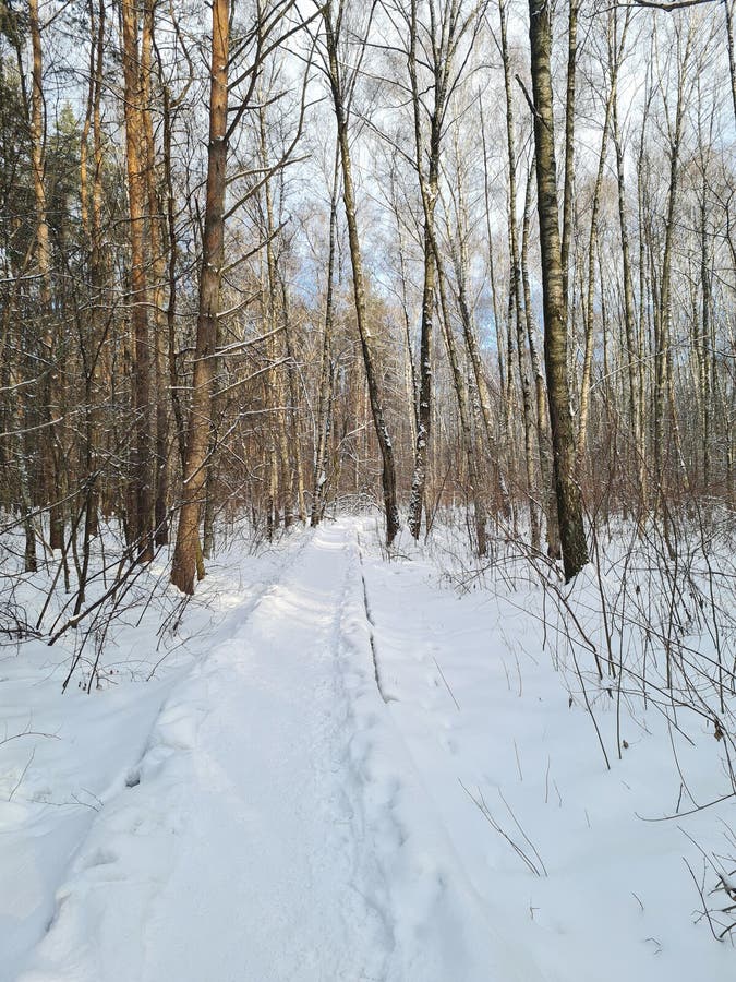 Path in the Forest in Winter without People Stock Photo - Image of ...