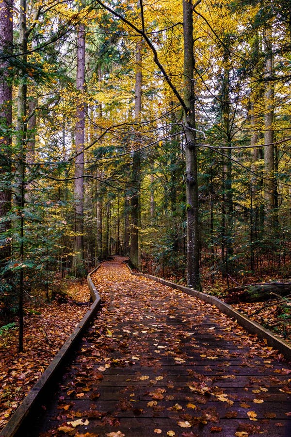 Path in the forest. stock photo. Image of forest, fantasy - 84253634