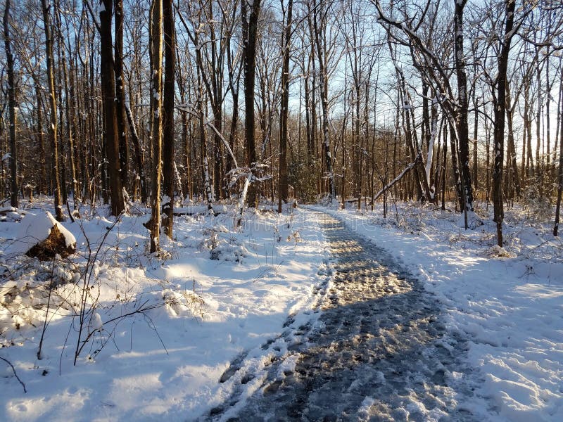 Path in the Woods with Trees and Snow Stock Image - Image of hiking ...