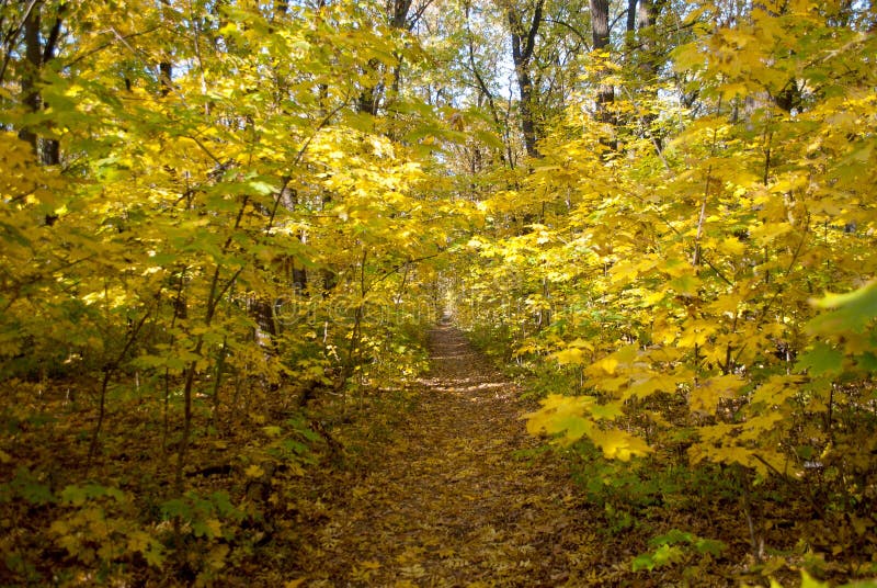 Path in the Forest with Yellow Leaves Stock Image - Image of autumn ...