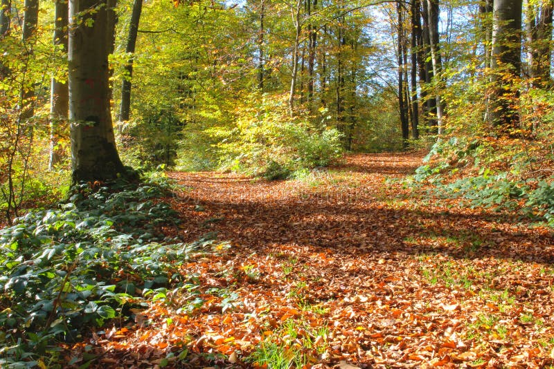 Fork in a forest path stock image. Image of background - 89806479