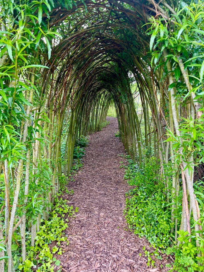 Path in the Form of an Arch from Willow (Salix Viminalis) Stock Image ...