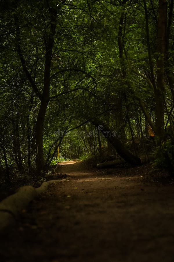 Path in forrest stock photo. Image of tree, road, green - 17347562