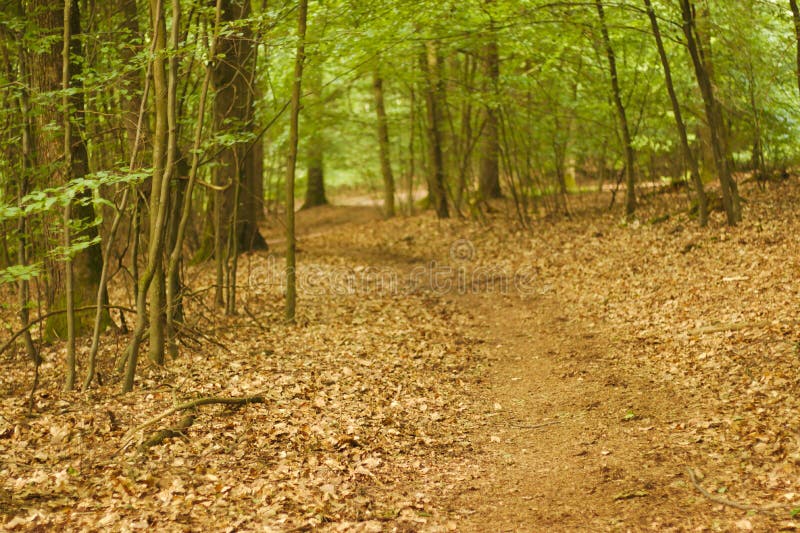 Path in the Forrest with Green Trees and Lots of Leaves on the Ground ...