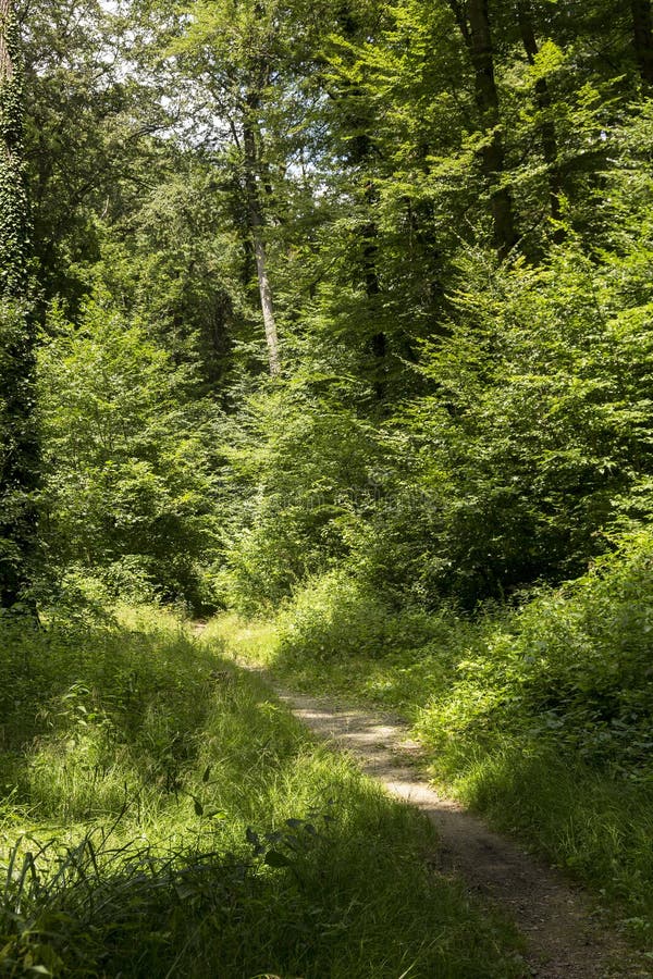 Path through the forrest stock photo. Image of forrest - 119337236