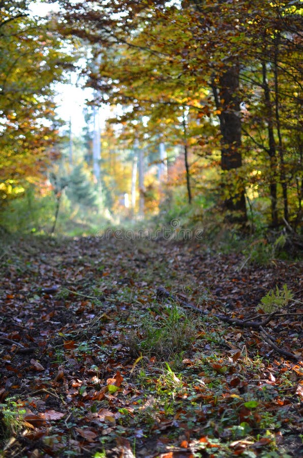 Path in Forest with Leaves on Car Track Stock Image - Image of green ...