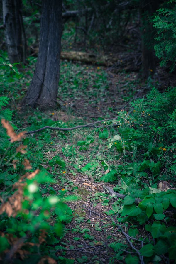 Path in forrest stock photo. Image of tree, road, green - 17347562