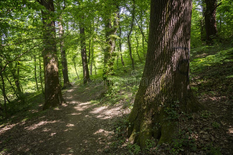 Path through the forrest stock photo. Image of attenuation - 115169016