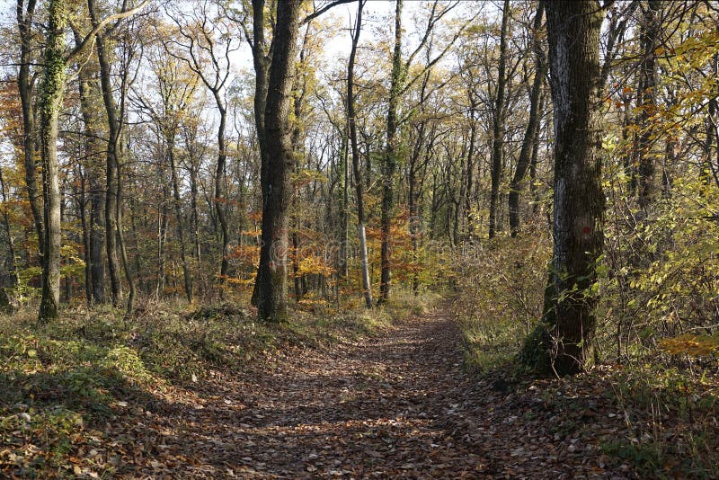 Path in the Forest between the Trees Covered with Autumn Leaves Stock ...