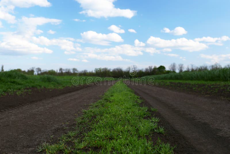 Path and Fresh Green Grass Growing Outdoors Stock Image - Image of ...